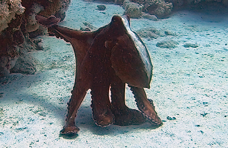 The eight arms are most clearly visible in the red octopus (Octopus ...