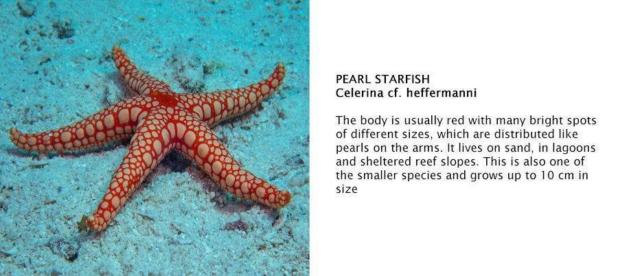 STARFISH (ASTEROIDEA)