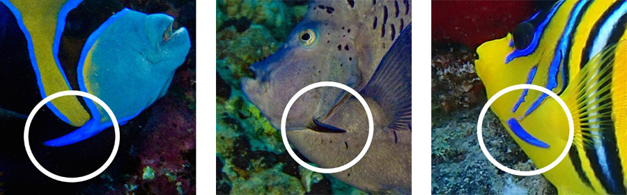 This thorn is not only the safest distinguishing feature but serves the ...